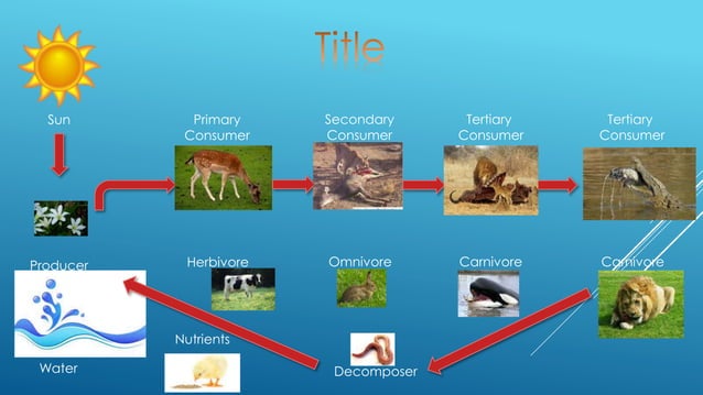 Food web presentation | PPTX