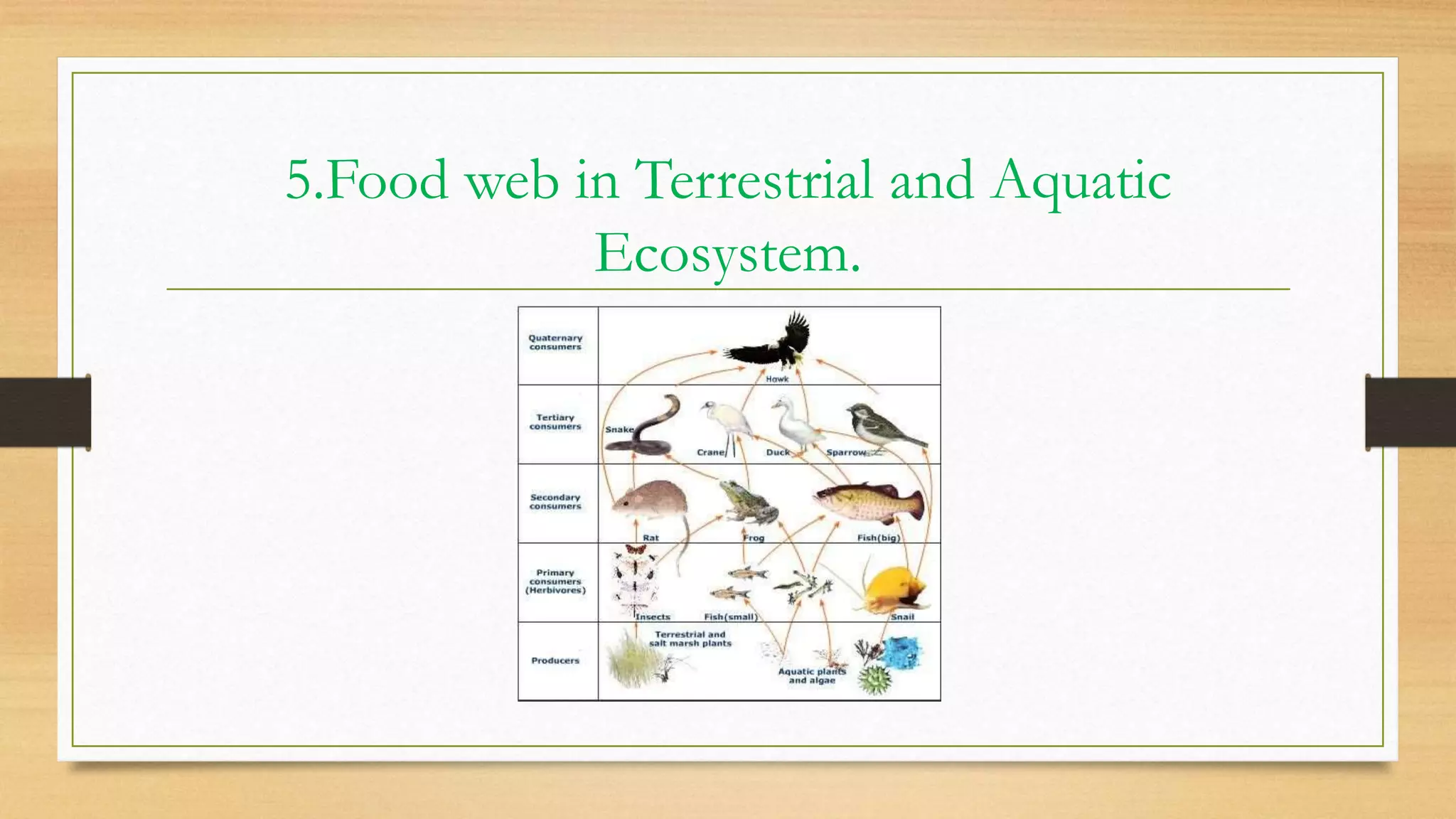 Food web presentation | PPTX