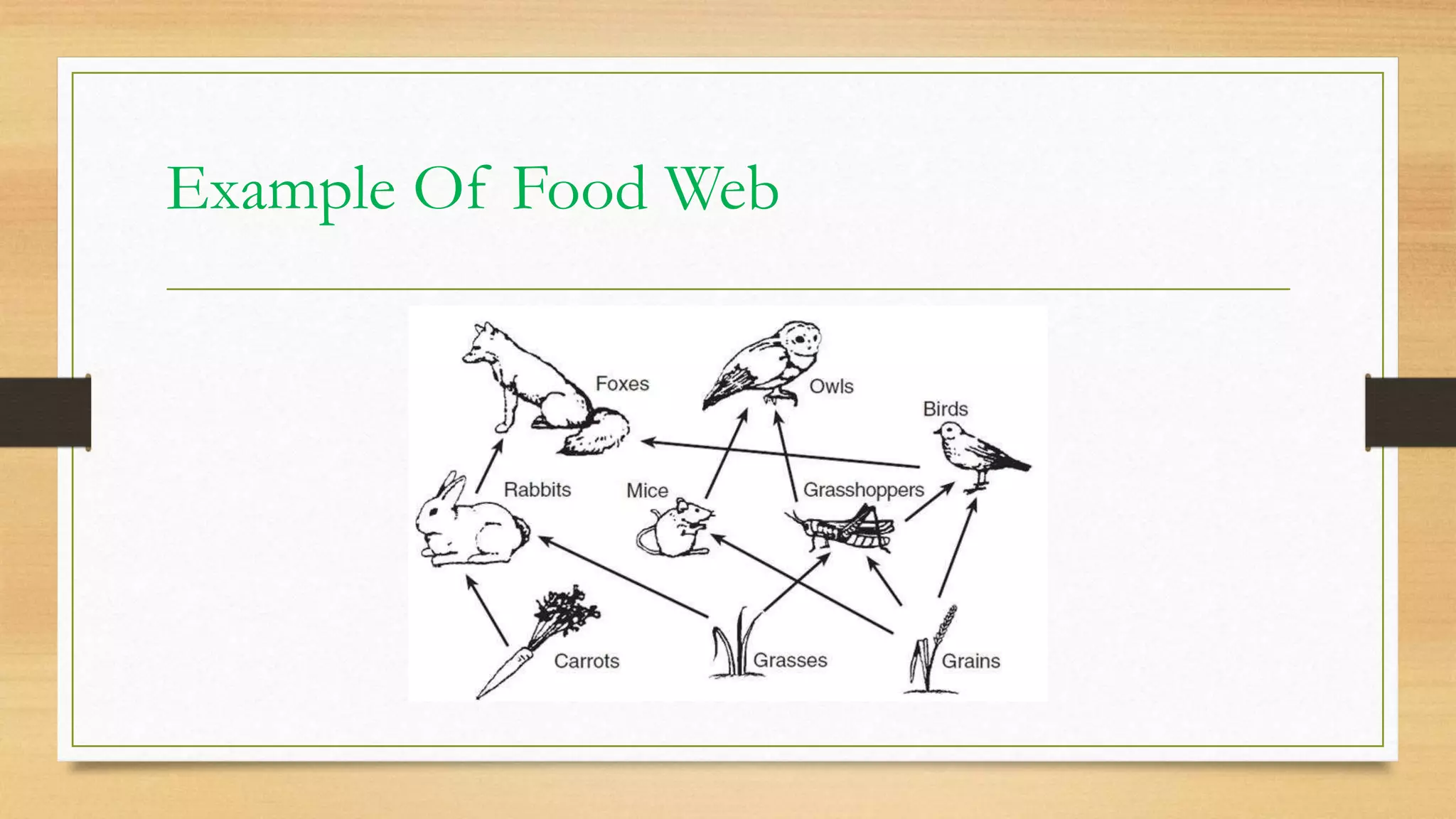 Food web presentation | PPTX