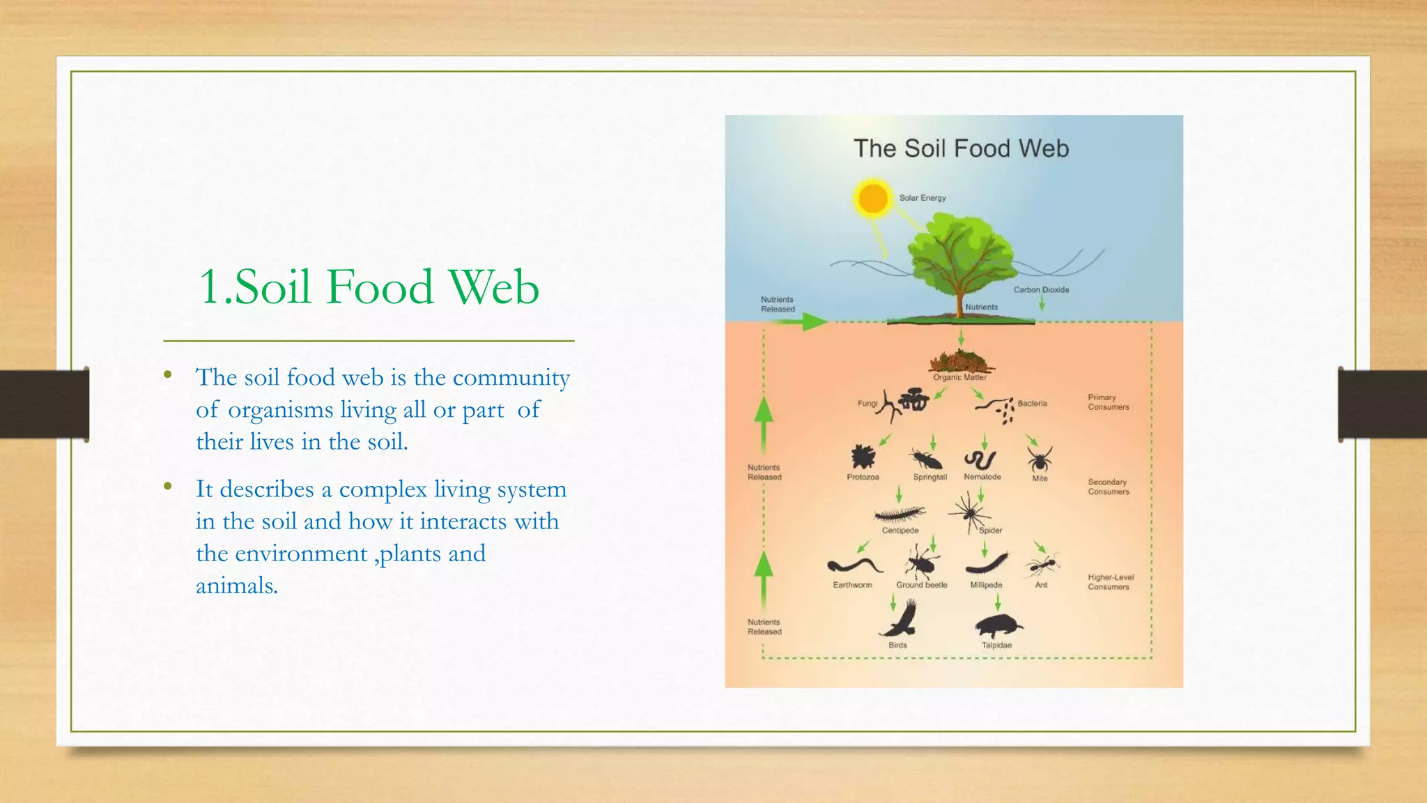 Food web presentation | PPTX