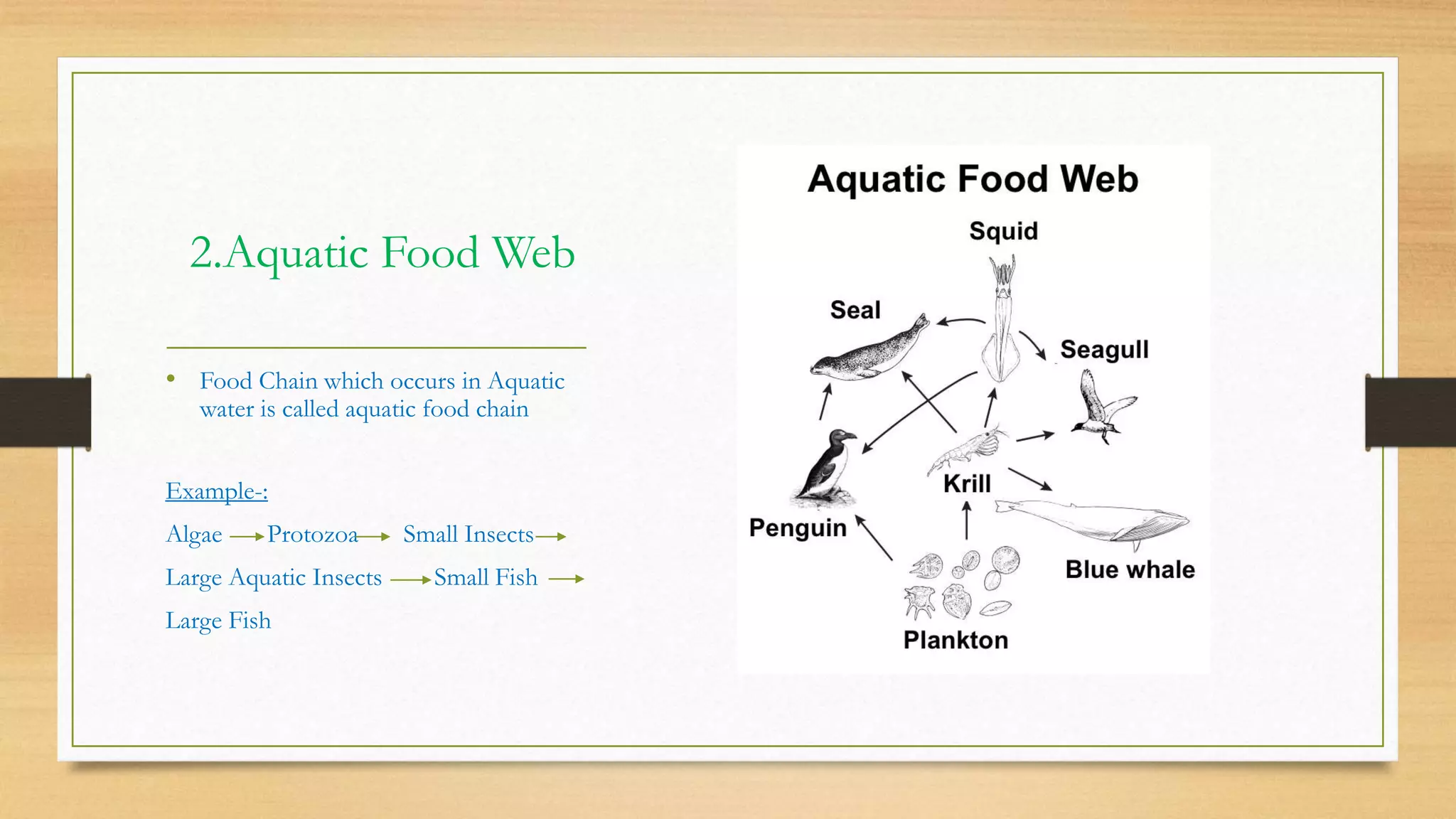 Food web presentation | PPTX