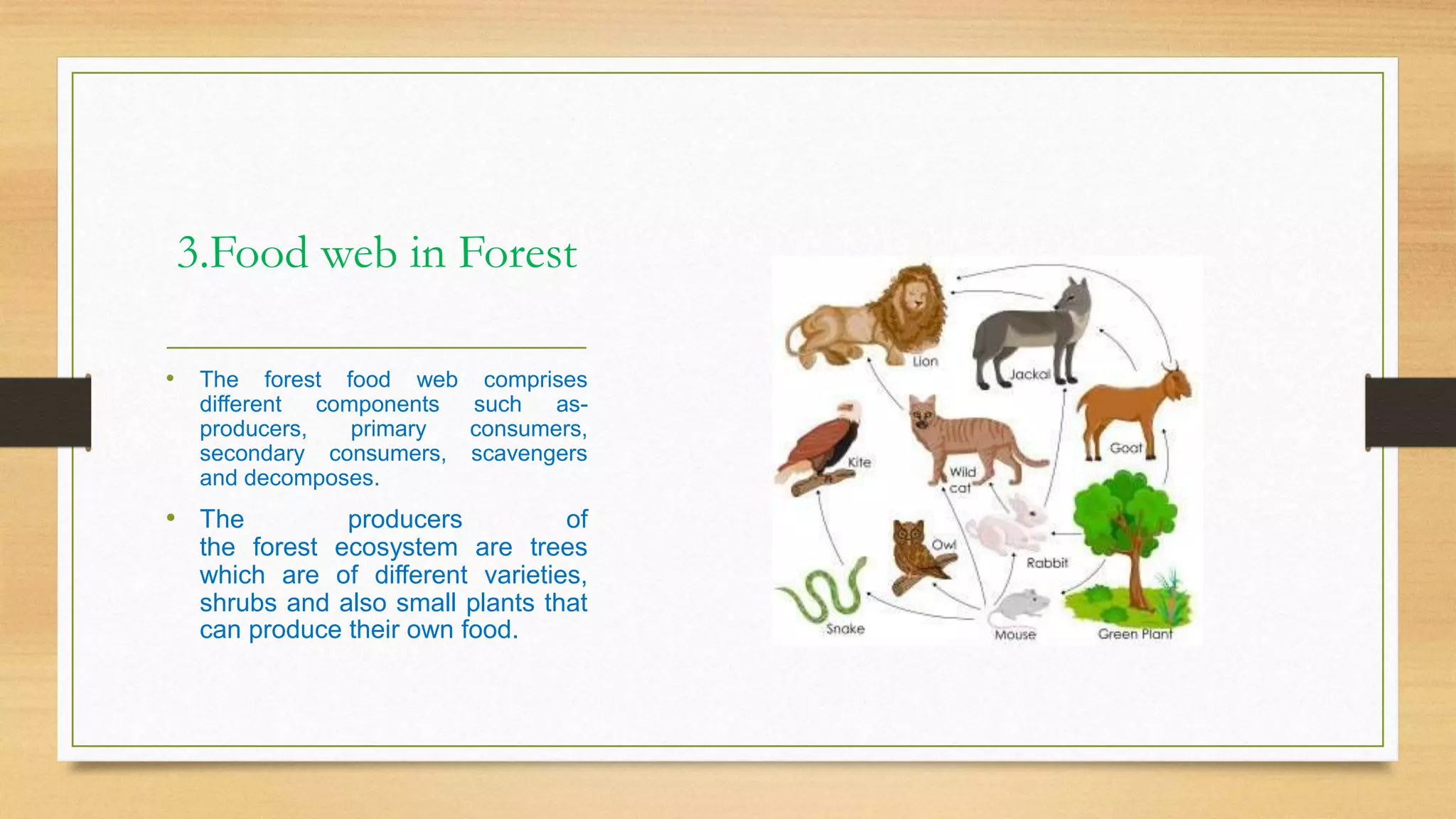 Food web presentation | PPTX