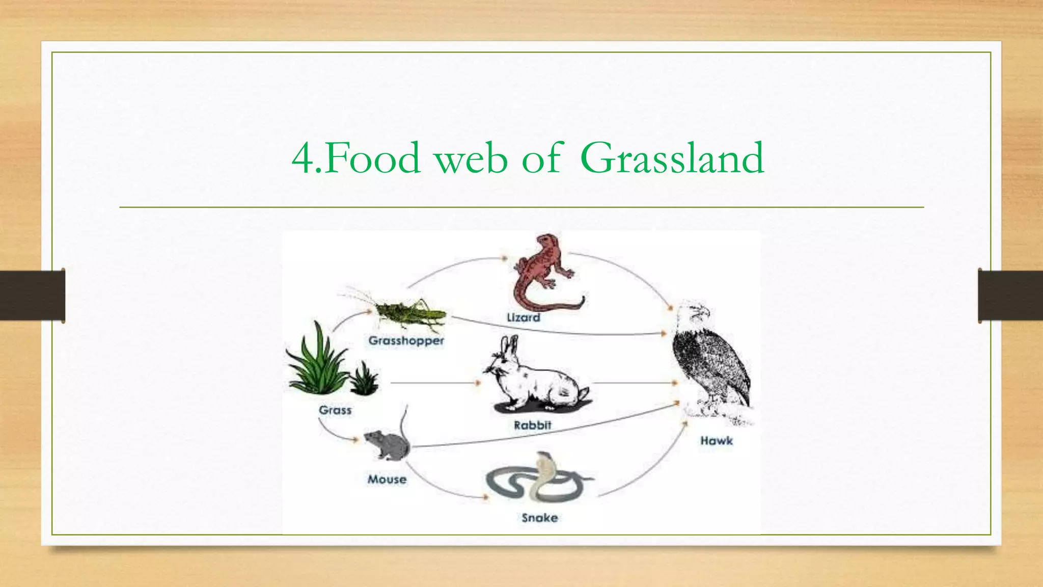 Food web presentation | PPTX