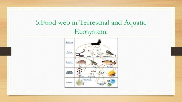 Food web presentation | PPTX