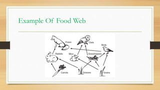Food web presentation | PPTX