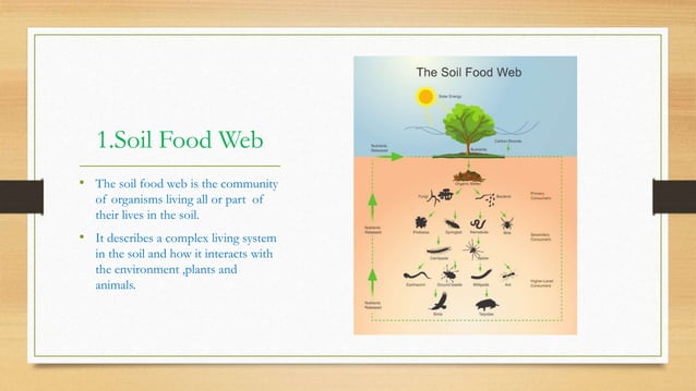 Food web presentation | PPTX