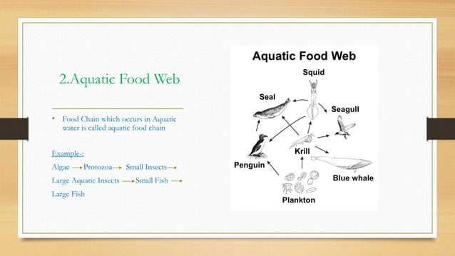 Food web presentation | PPTX