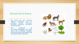 Food web presentation | PPTX