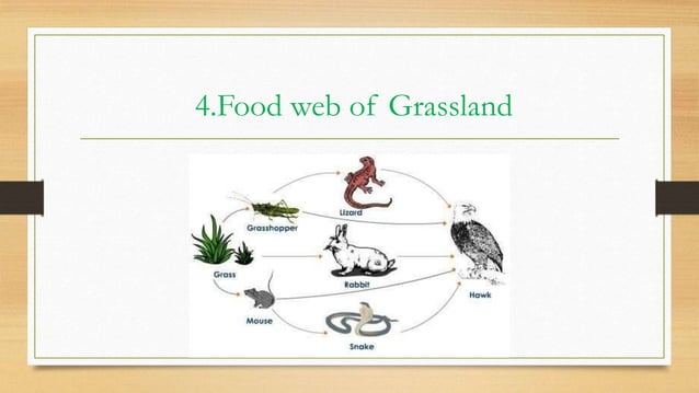 Food web presentation | PPTX