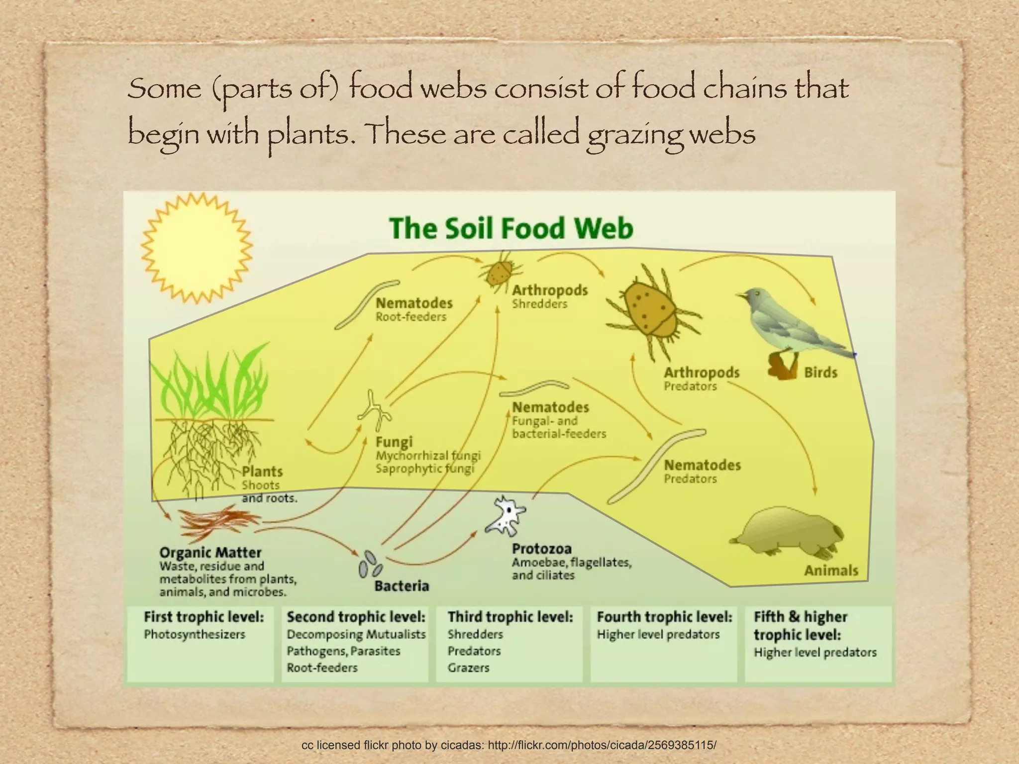 Food webs | KEY