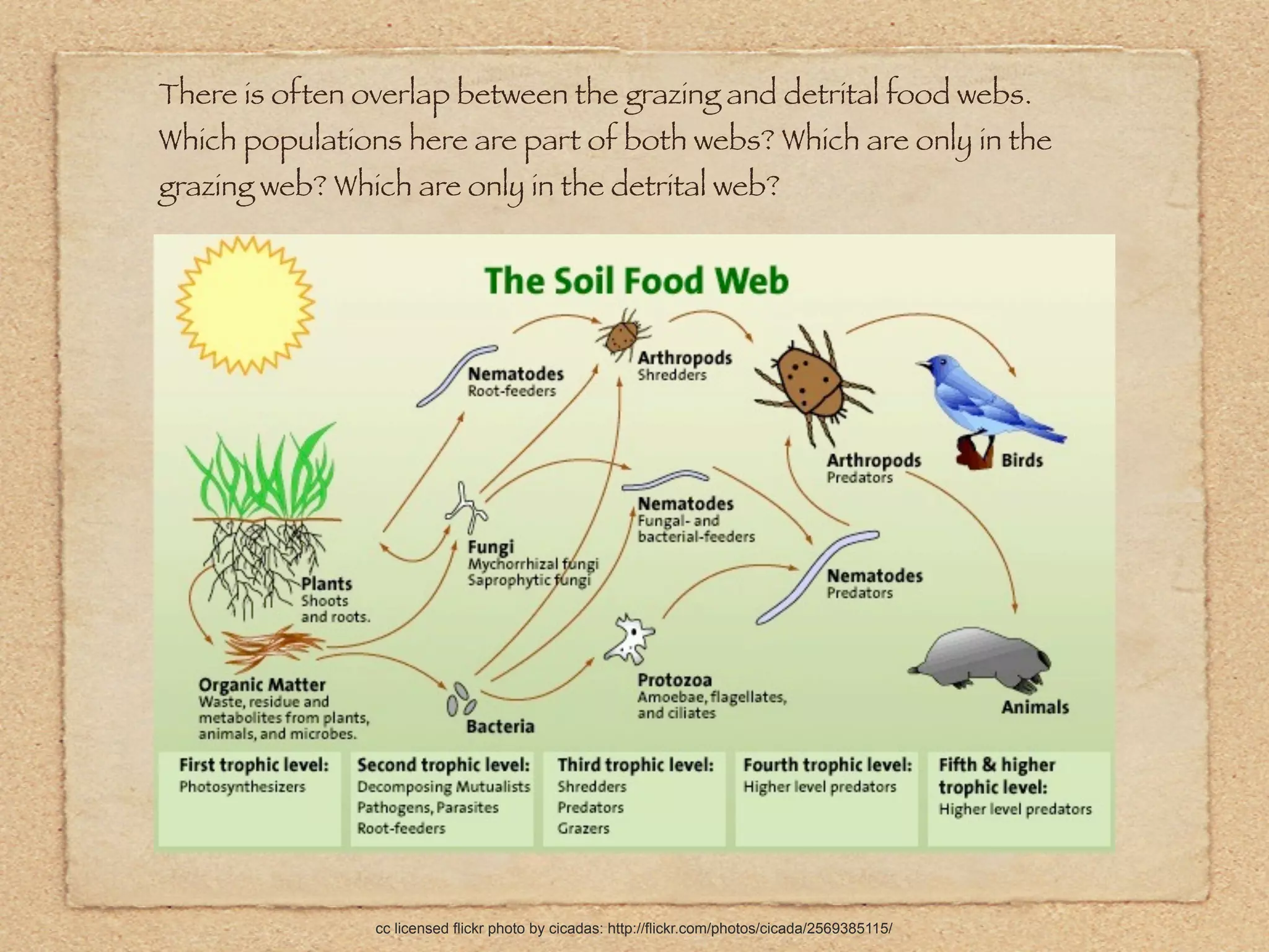 Food webs | KEY