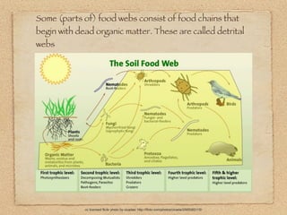 Food webs | KEY