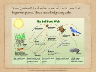 Food webs | KEY