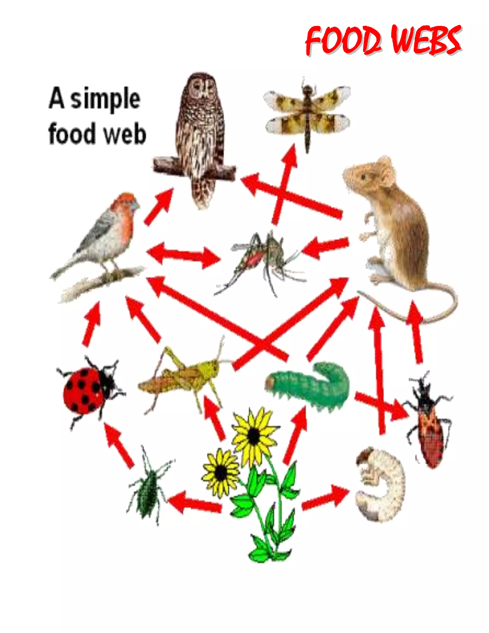 Food webs | DOCX