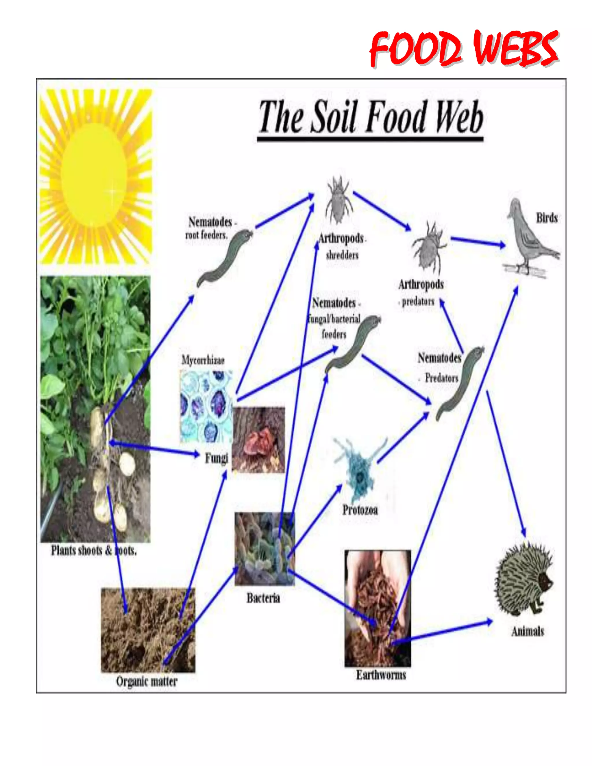 Food webs | DOCX