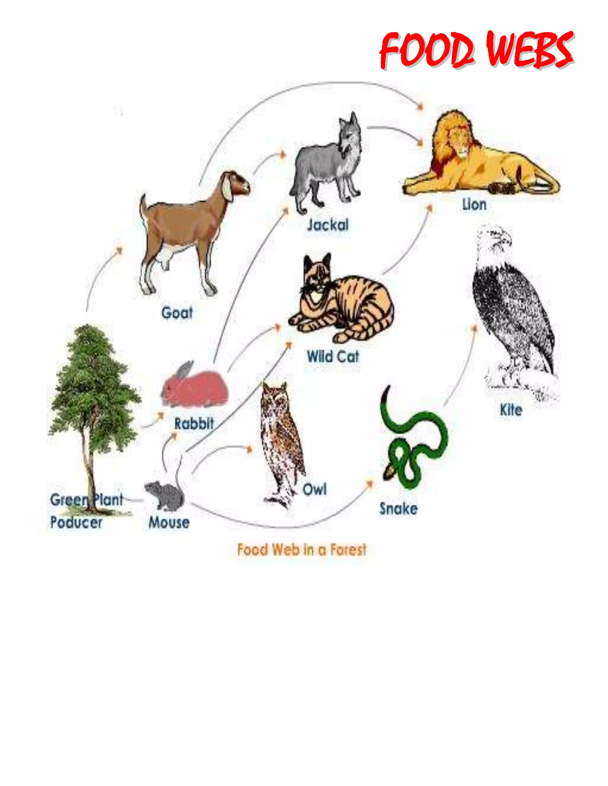 Food webs | DOCX