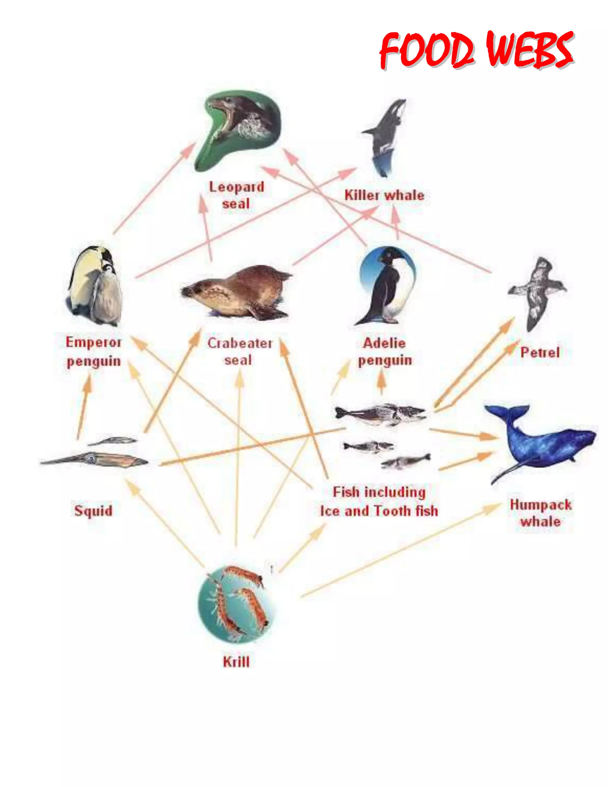 Food webs | DOCX
