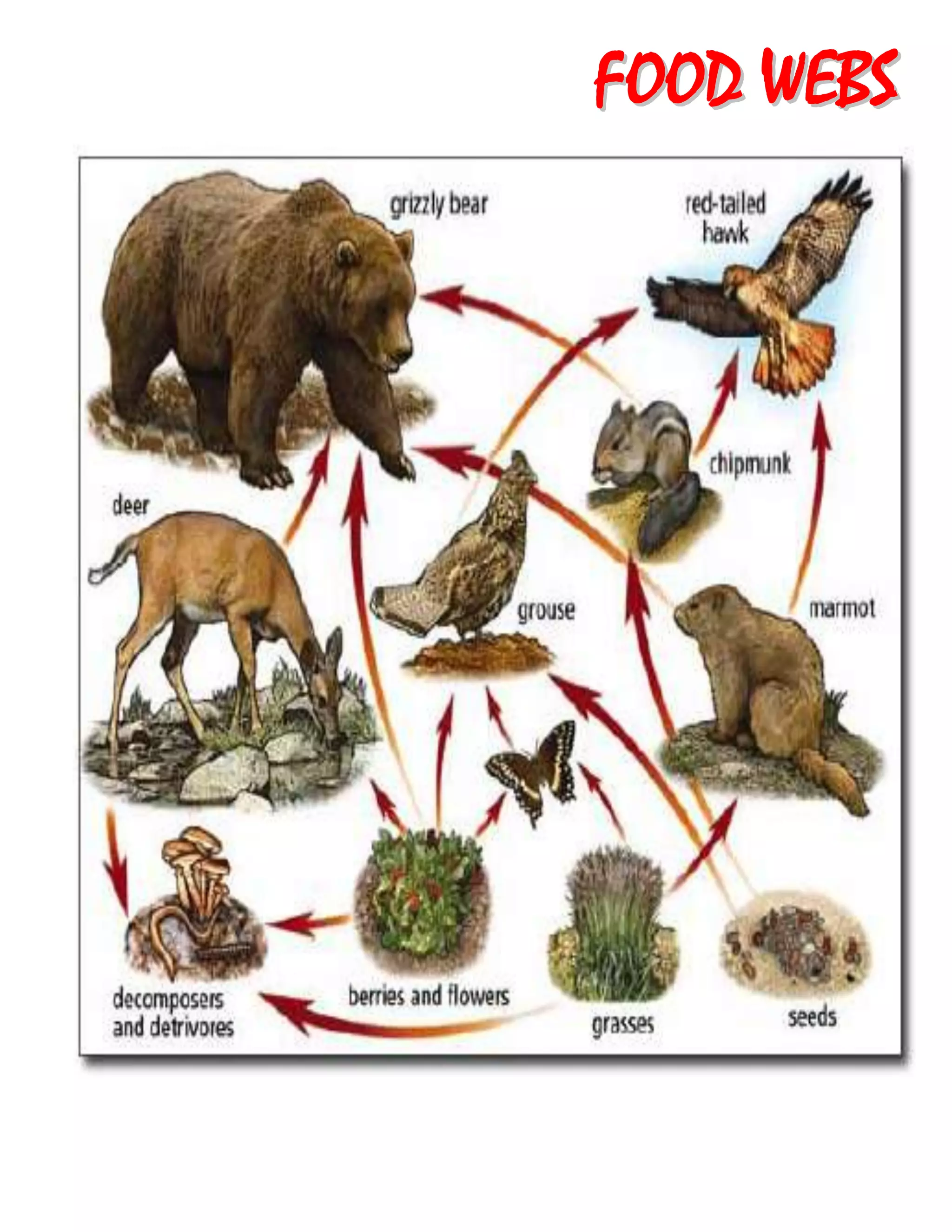Temperate Rainforest Animals Food Web