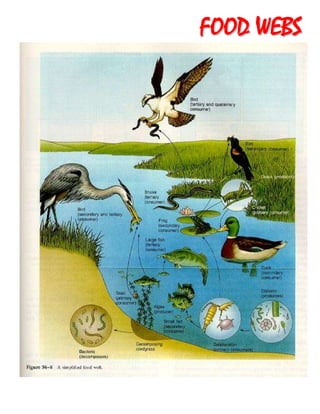 Food webs | DOCX