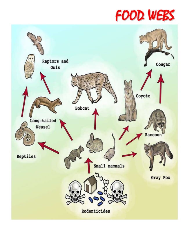Food webs | DOCX