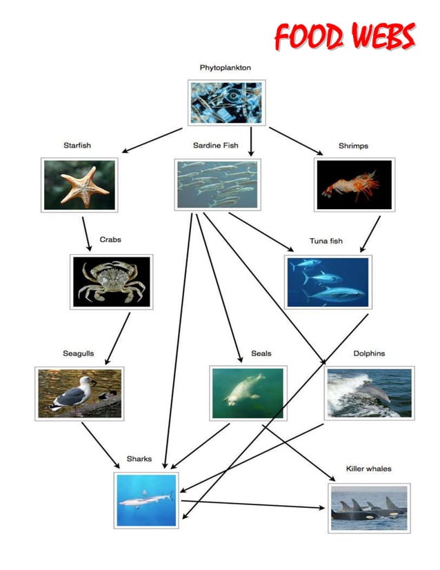 Food webs | DOCX