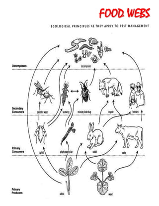 Food webs | DOCX