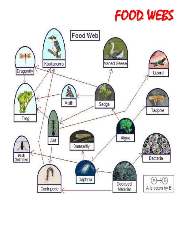 Food webs | DOCX