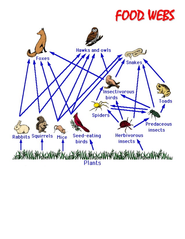 Food webs | DOCX