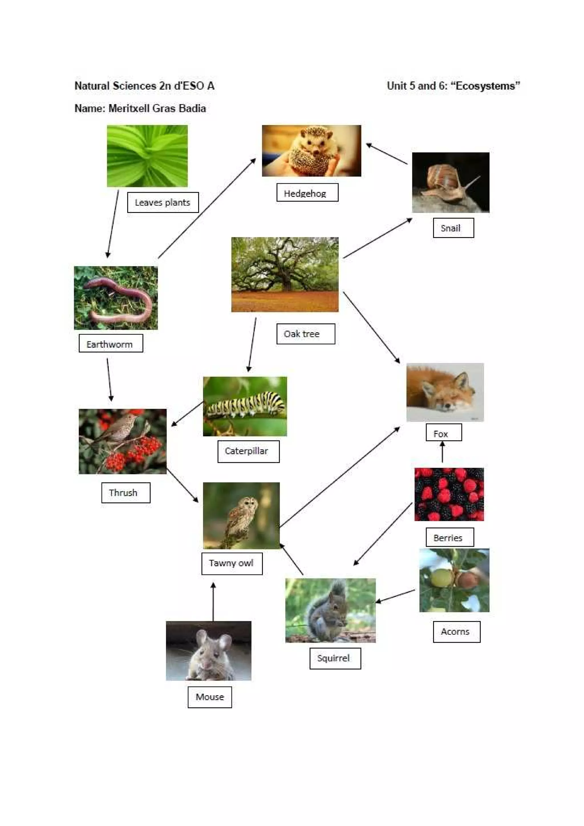 Food webs | PDF | Free Download
