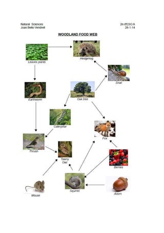 Food webs | PDF