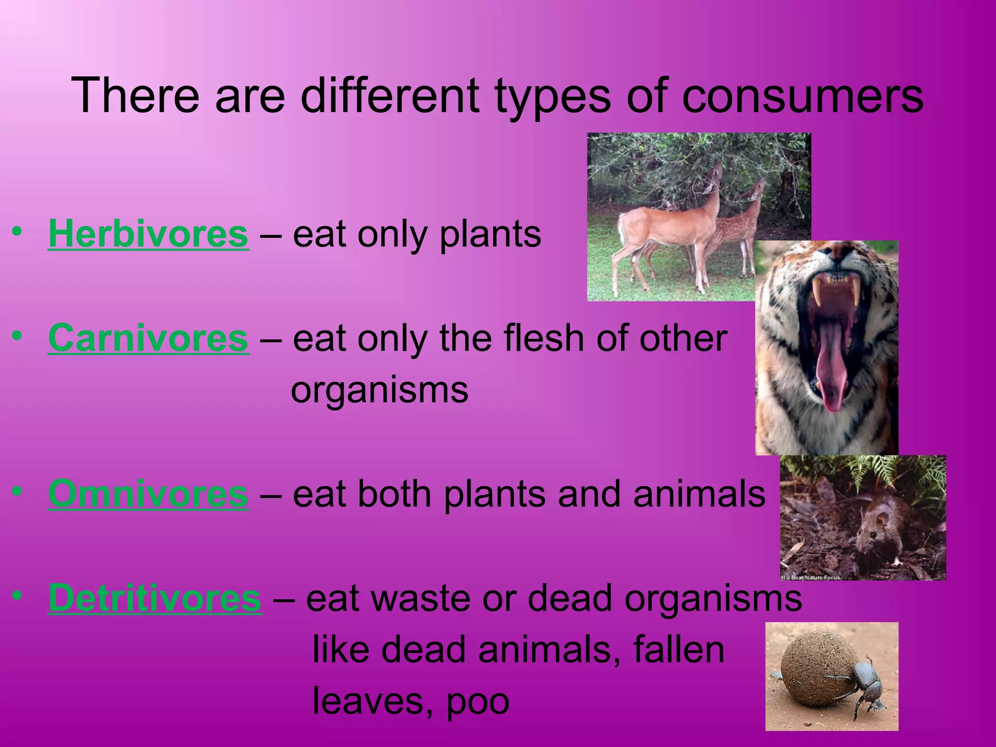 Food webs and trophic levels for 9th grade biology | PPT
