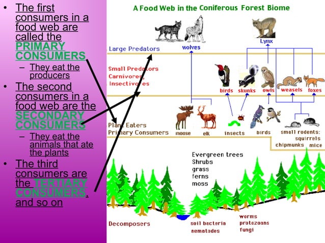 Food webs and trophic levels for 9th grade biology | PPT