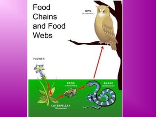 Food webs and trophic levels for 9th grade biology | PPT