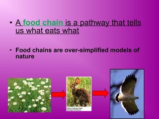Food webs and trophic levels for 9th grade biology | PPT
