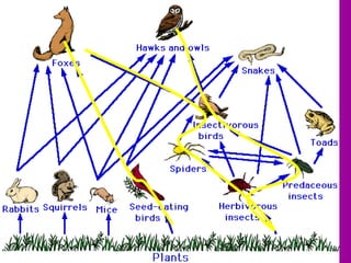 Food Web Biology