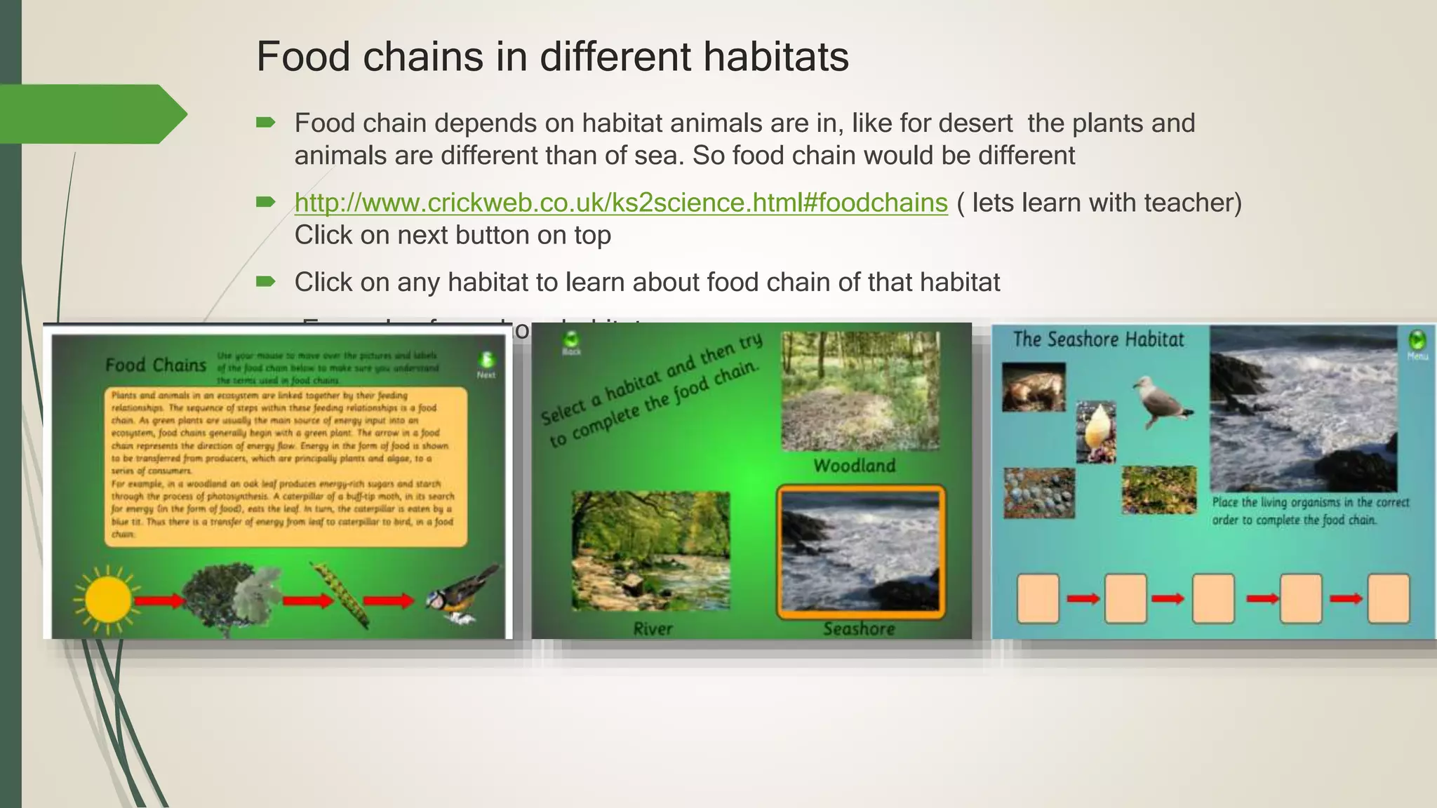 Food webs | PPTX | Food & Drink
