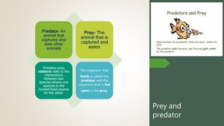 Food webs | PPTX | Food & Drink