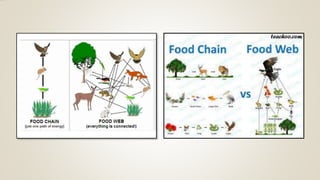 Food webs | PPTX | Food & Drink