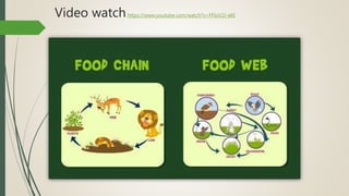 Food webs | PPTX