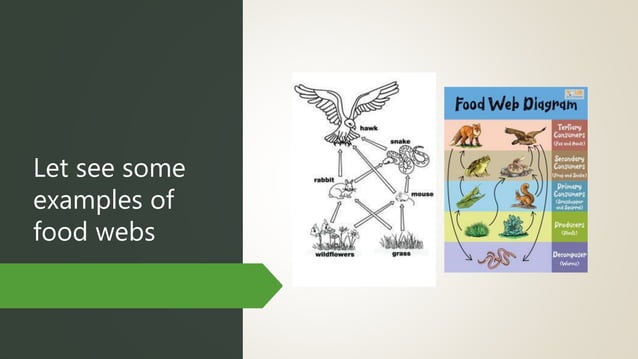Food webs | PPT