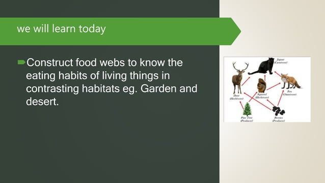 Food webs | PPT