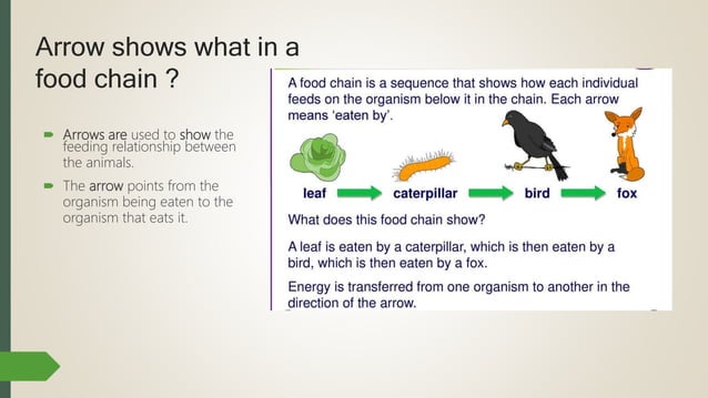 Food webs | PPT