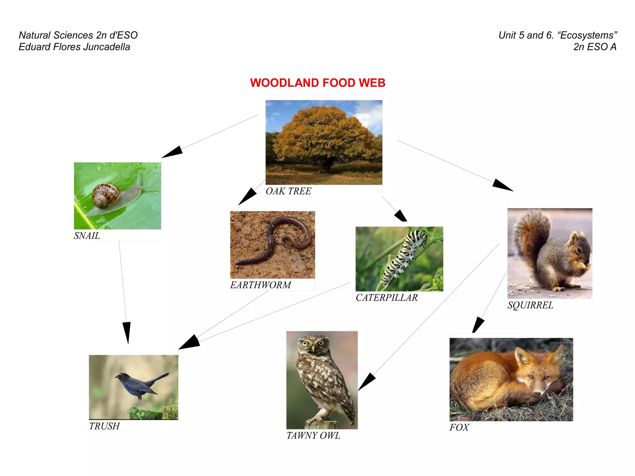 Food webs 2 | PPT