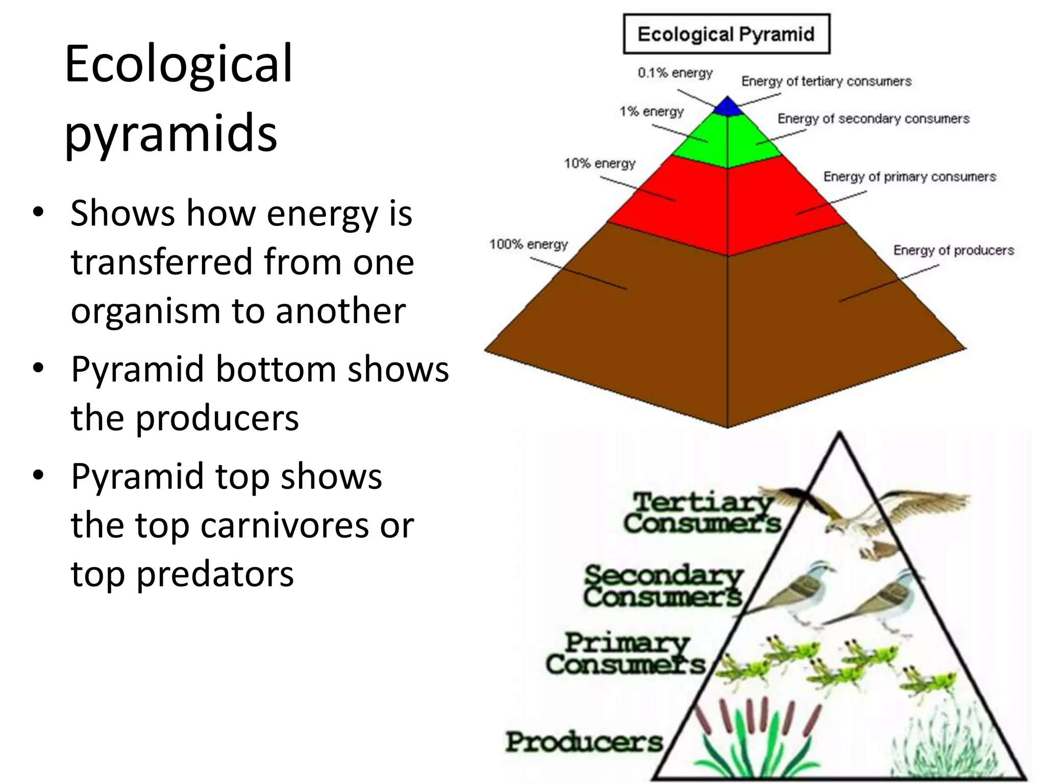 Food webs and ecological pyramids | PPTX