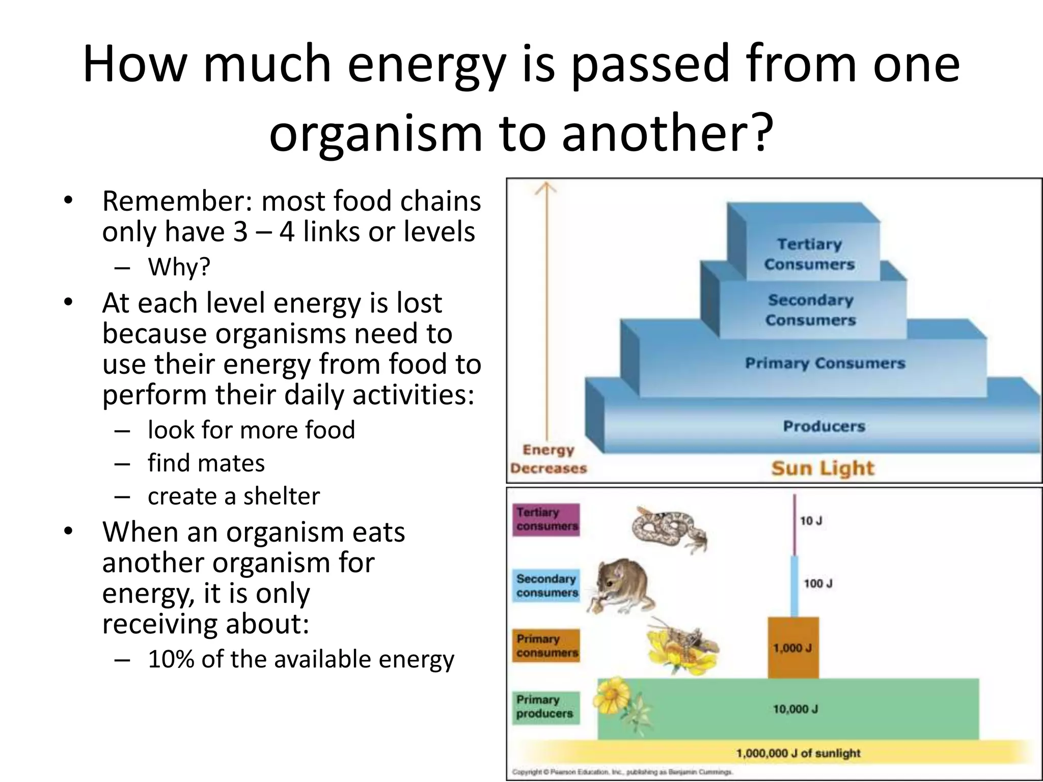 Food webs and ecological pyramids | PPTX