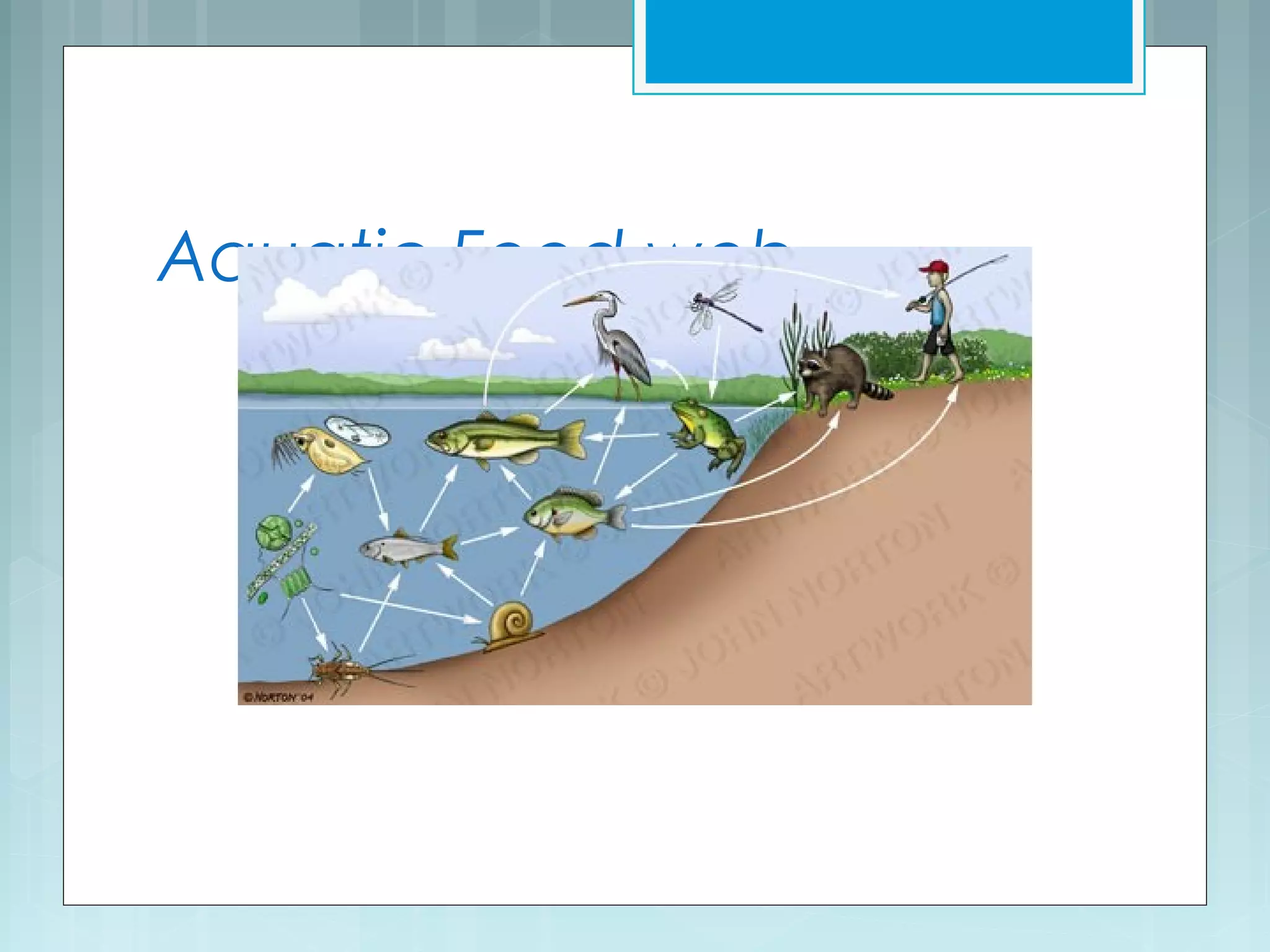 Food webs and trophic levels | PPT