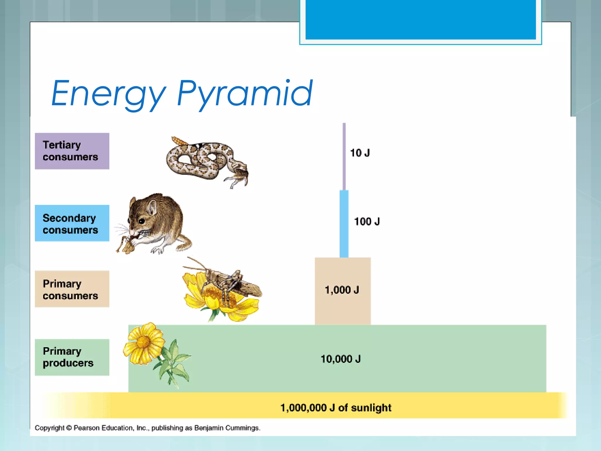Food webs and trophic levels | PPT