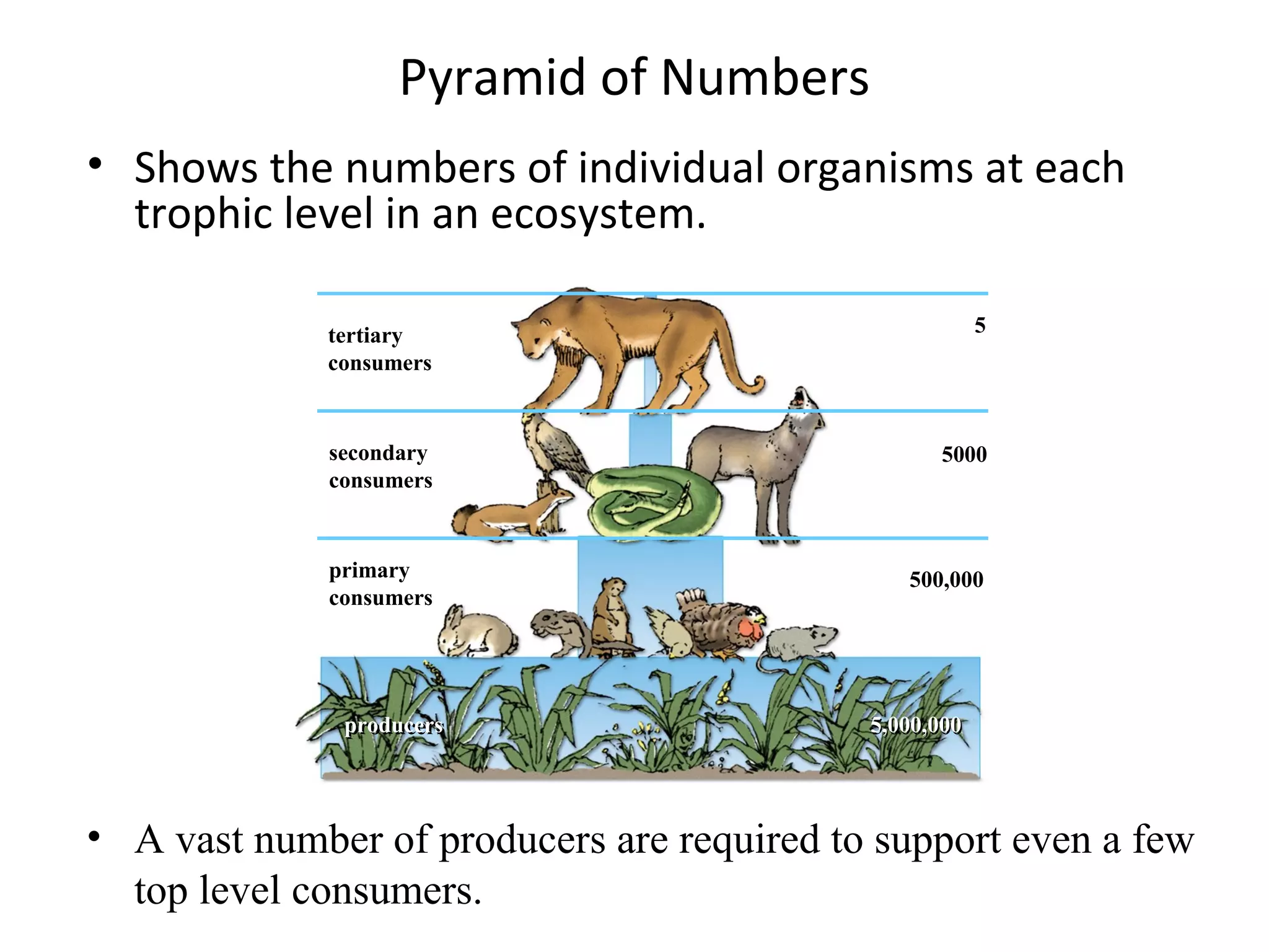 Food webs and trophic levels | PPT
