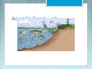 Food webs and trophic levels | PPT