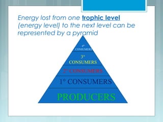 Food webs and trophic levels | PPT
